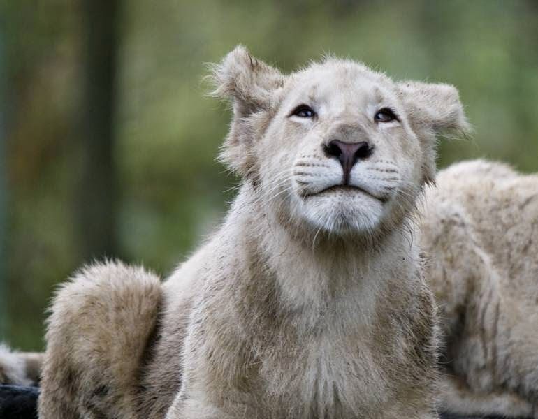 Pakawi Park - Uit Met Kinderen